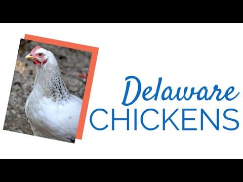 Delaware Chickens | Chickens For Backyards