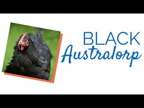 Black Australorp Chickens | Chickens For Backyards
