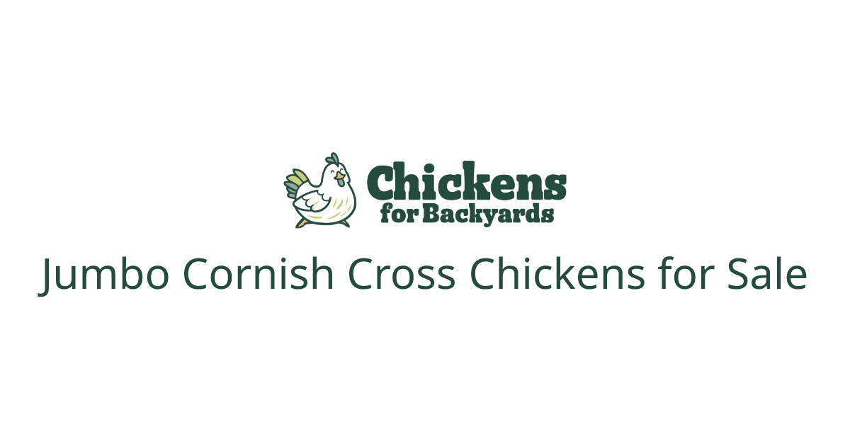 Jumbo Cornish Cross Chickens for Sale | Chickens For Backyards