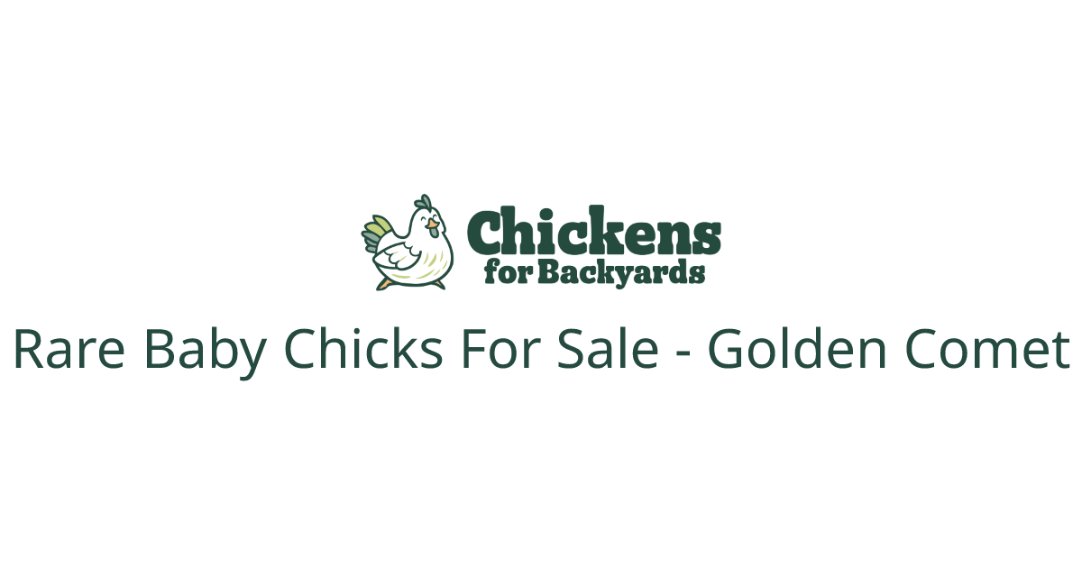 Rare Baby Chicks For Sale - Golden Comet | Chickens For Backyards